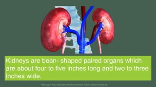 Lesson 16 kidneys | PPTX