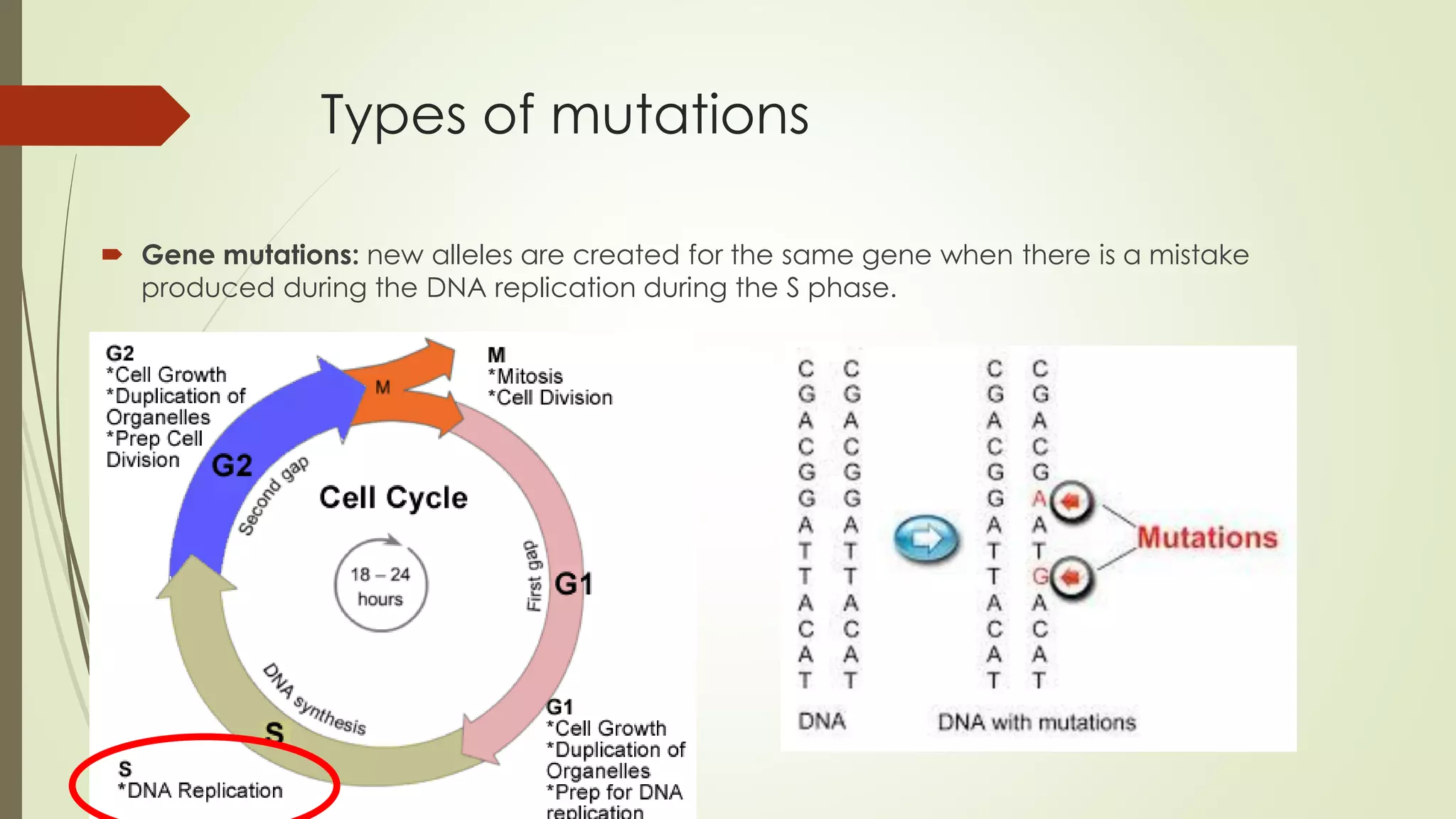 Lesson 16 Mutations | PDF