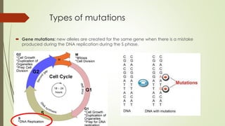 Lesson 16 Mutations | PDF