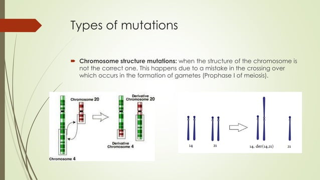 Lesson 16 Mutations | PDF