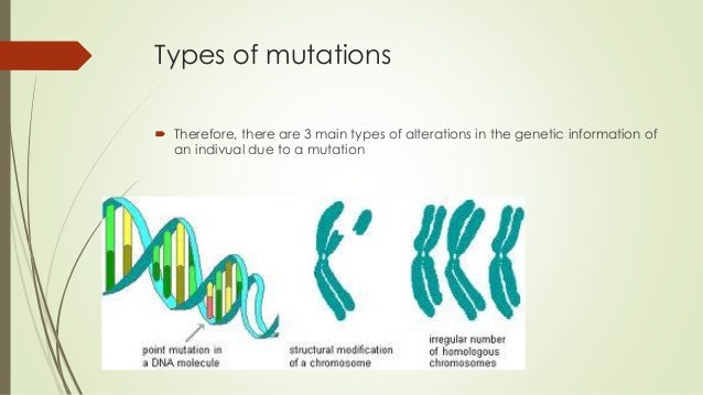 The Diagram Shows Three Types Of Mutations