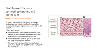 Lesson 18. Pathology of the mucous membrane of the mouth and lips 2.pptx