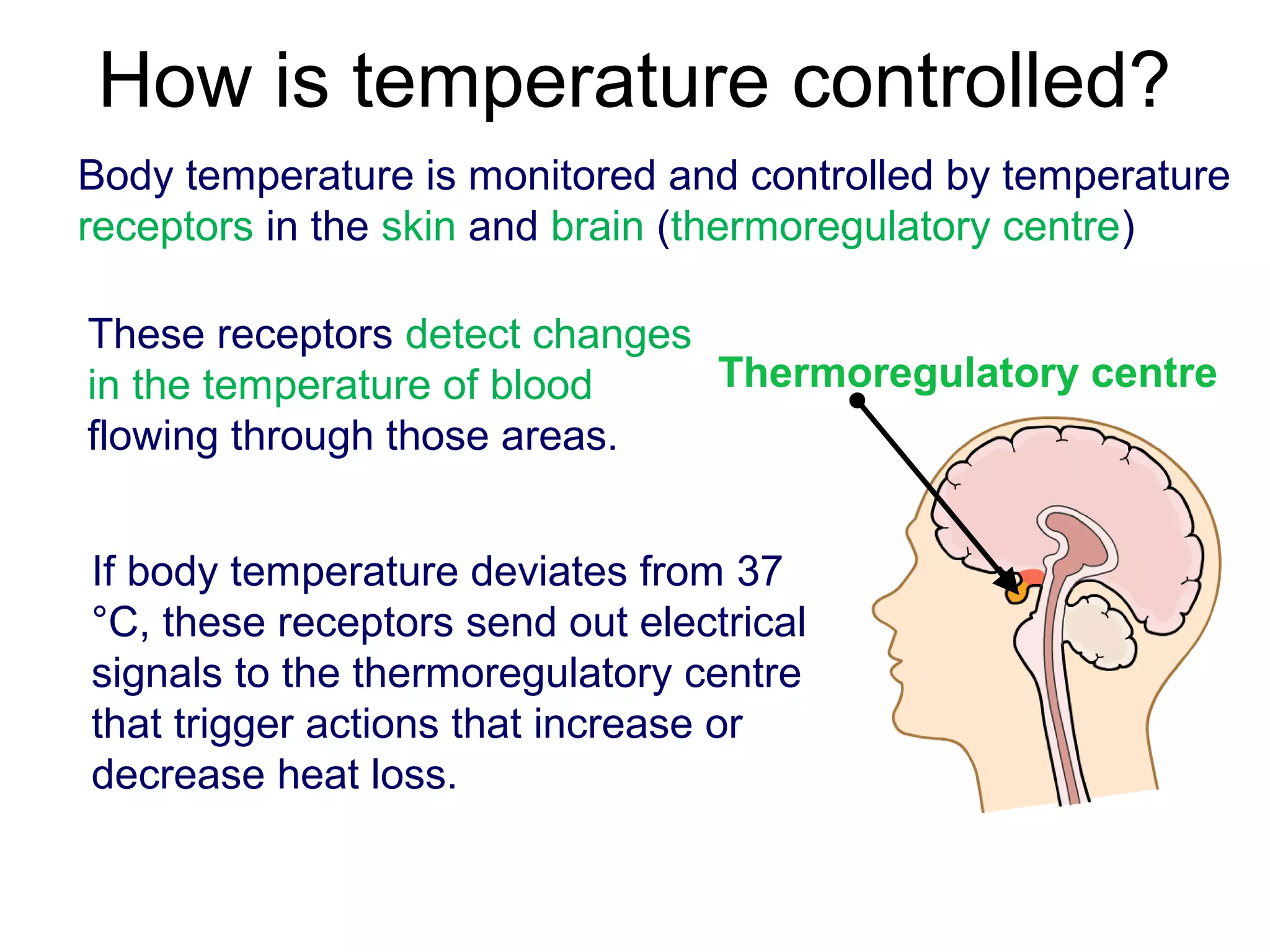Mrs Abrey Lesson 19 thermoregulation | PPT | Weather | Science