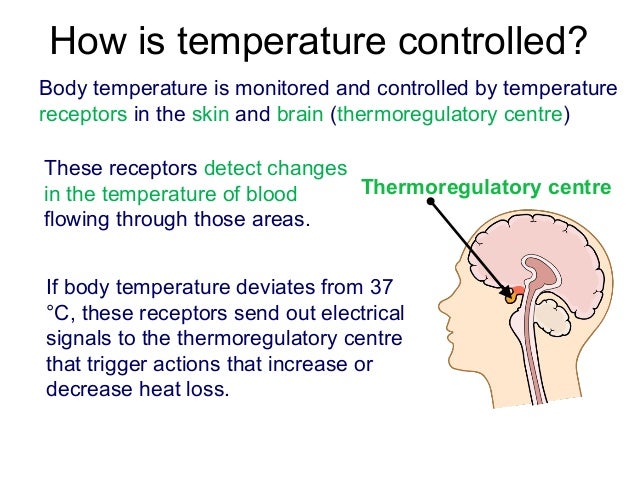 Mrs Abrey Lesson 19 thermoregulation