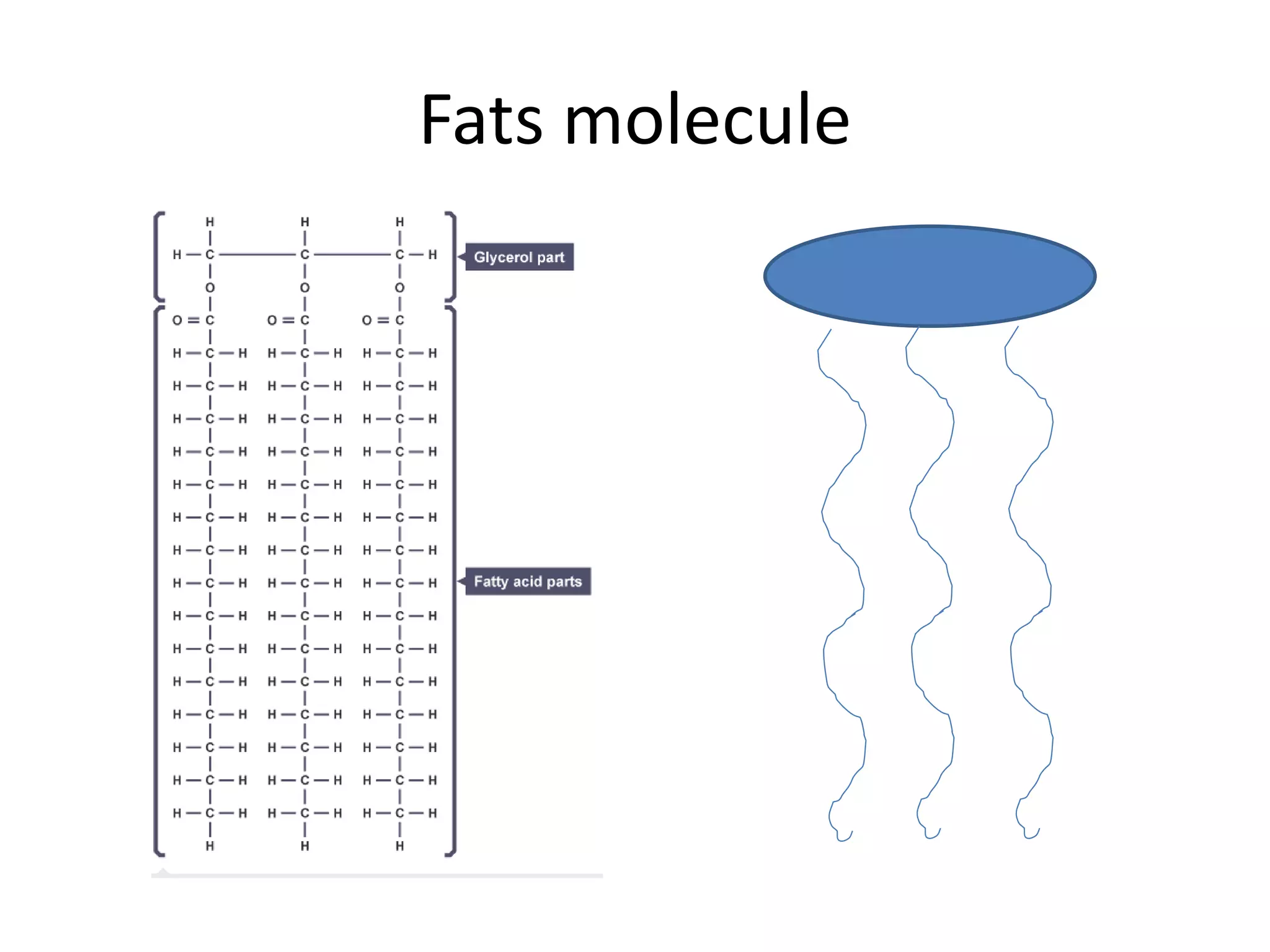 Lesson 19 unit 4 – biological molecules | PPTX