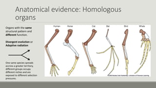 Lesson 19 evidence of evolution | PPT