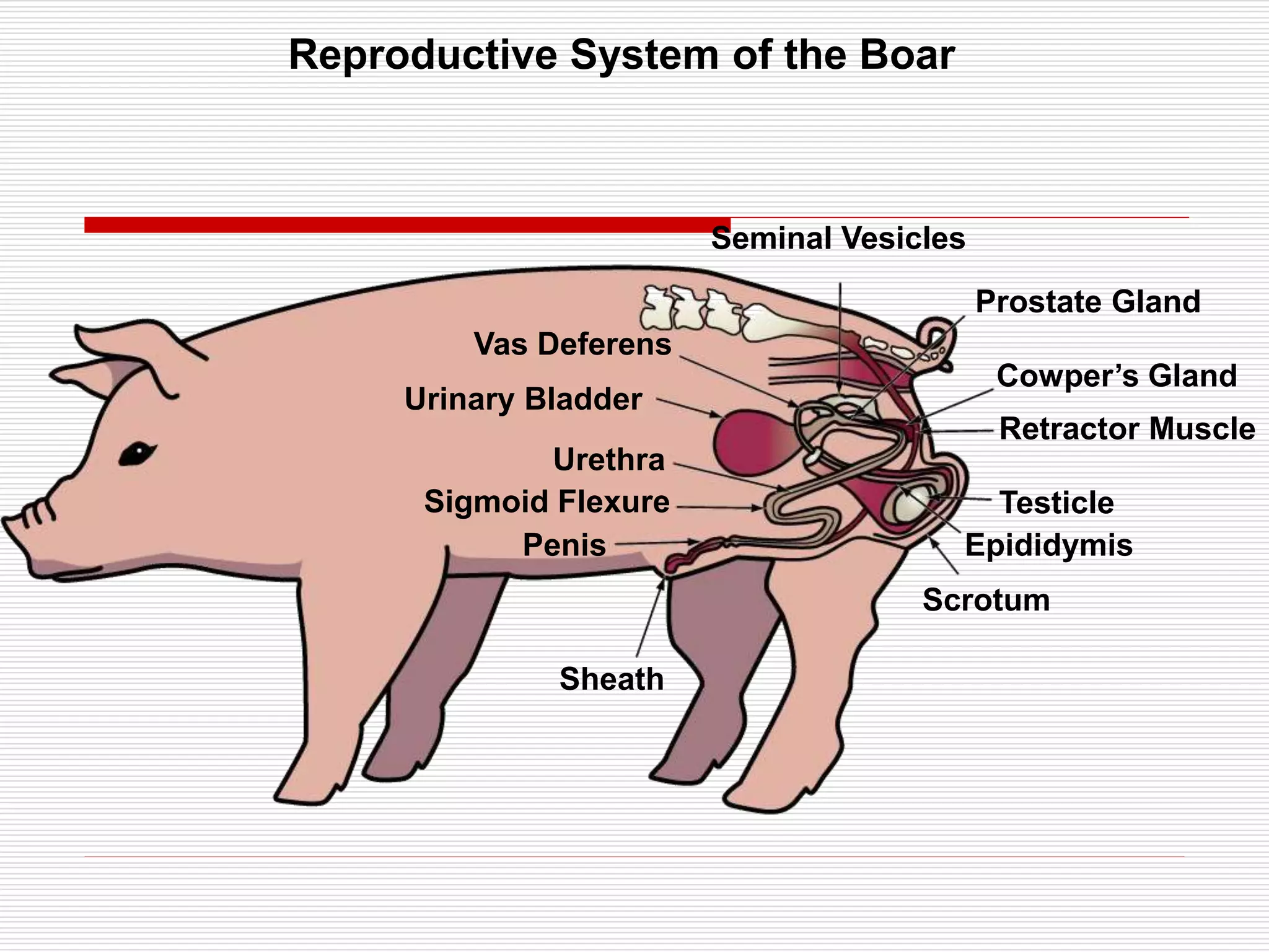 Male and Female Reproductive Systems.ppt