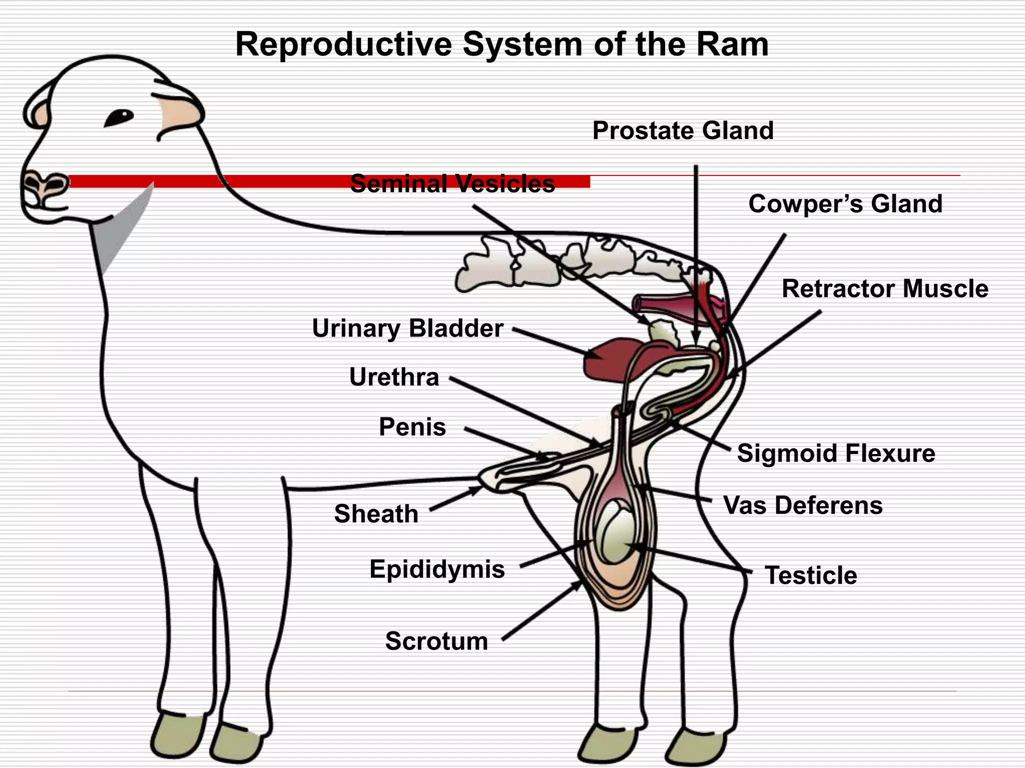 Male and Female Reproductive Systems.ppt