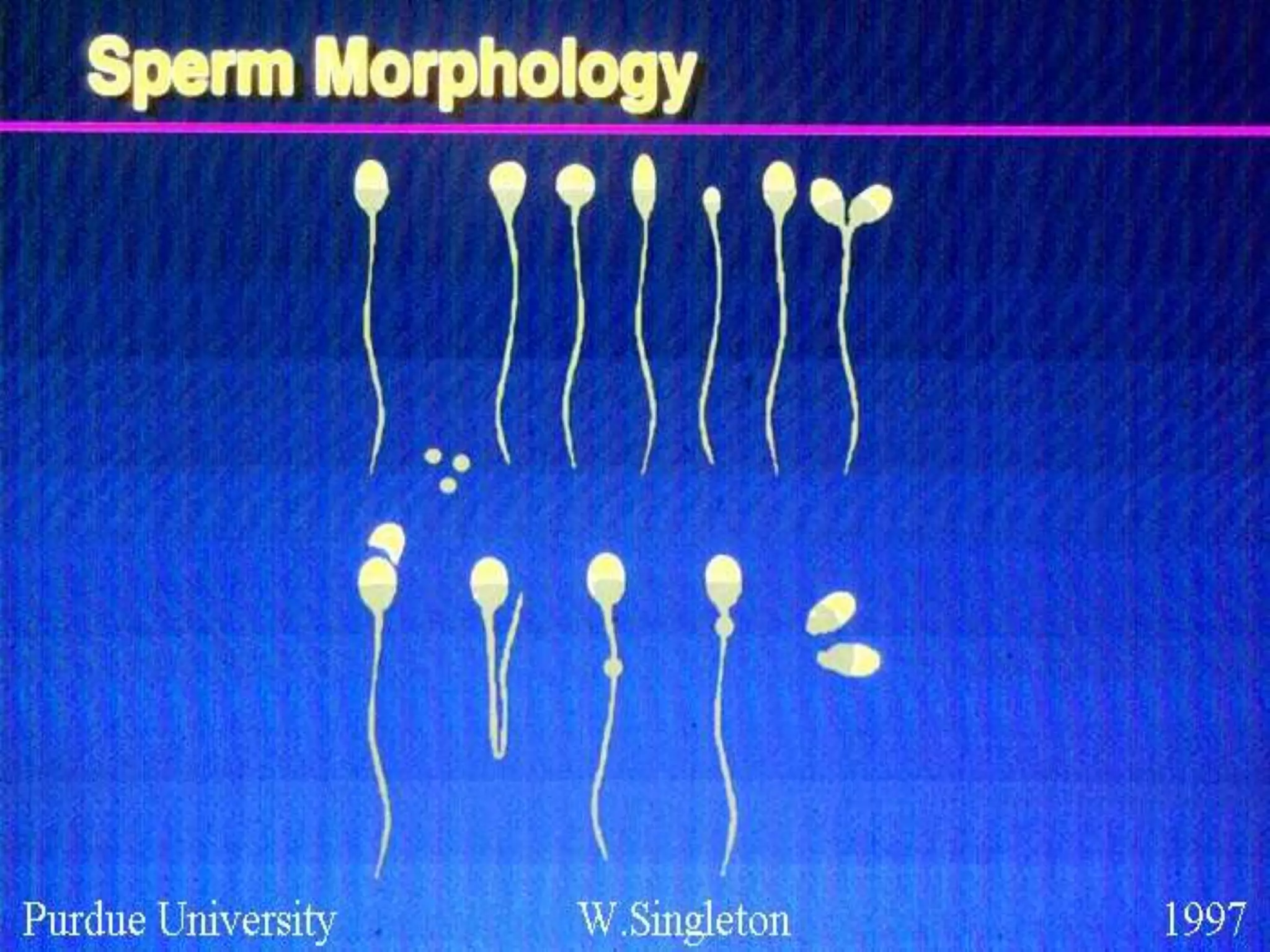 Male and Female Reproductive Systems.ppt
