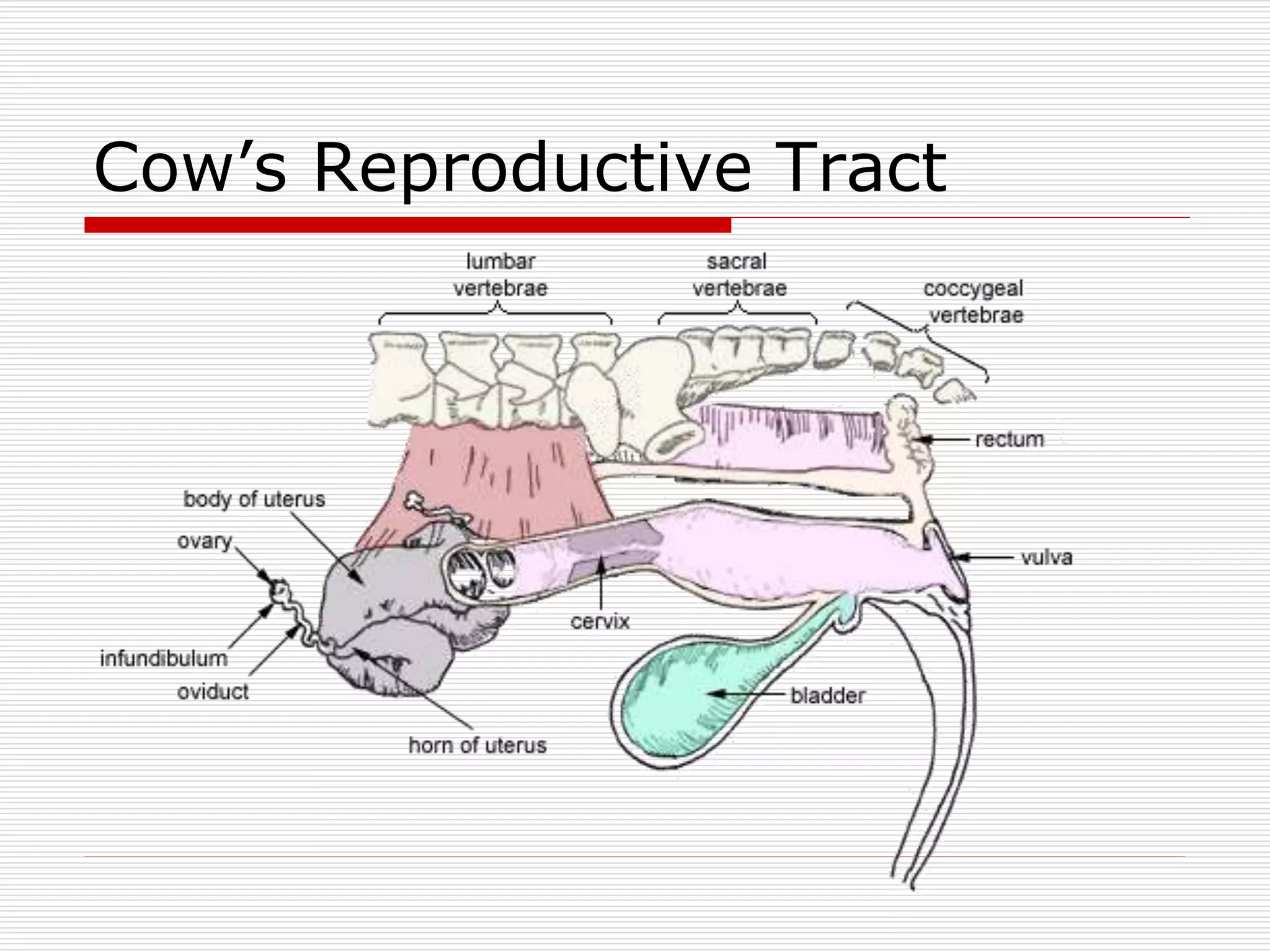 Male and Female Reproductive Systems.ppt