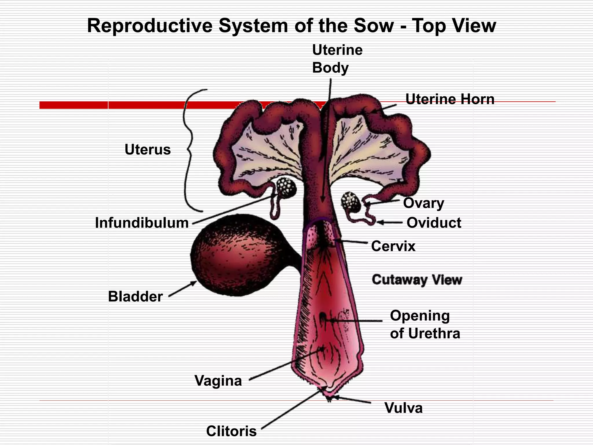 Male and Female Reproductive Systems.ppt
