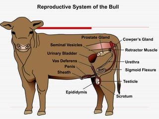 Male and Female Reproductive Systems.ppt