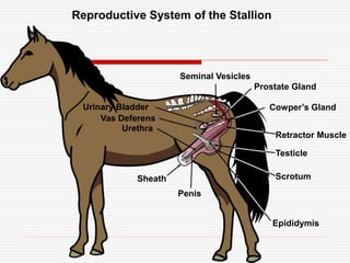 Female Horse Reproductive System Diagram