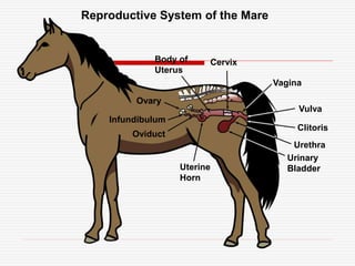 Male Horse Reproductive System Diagram
