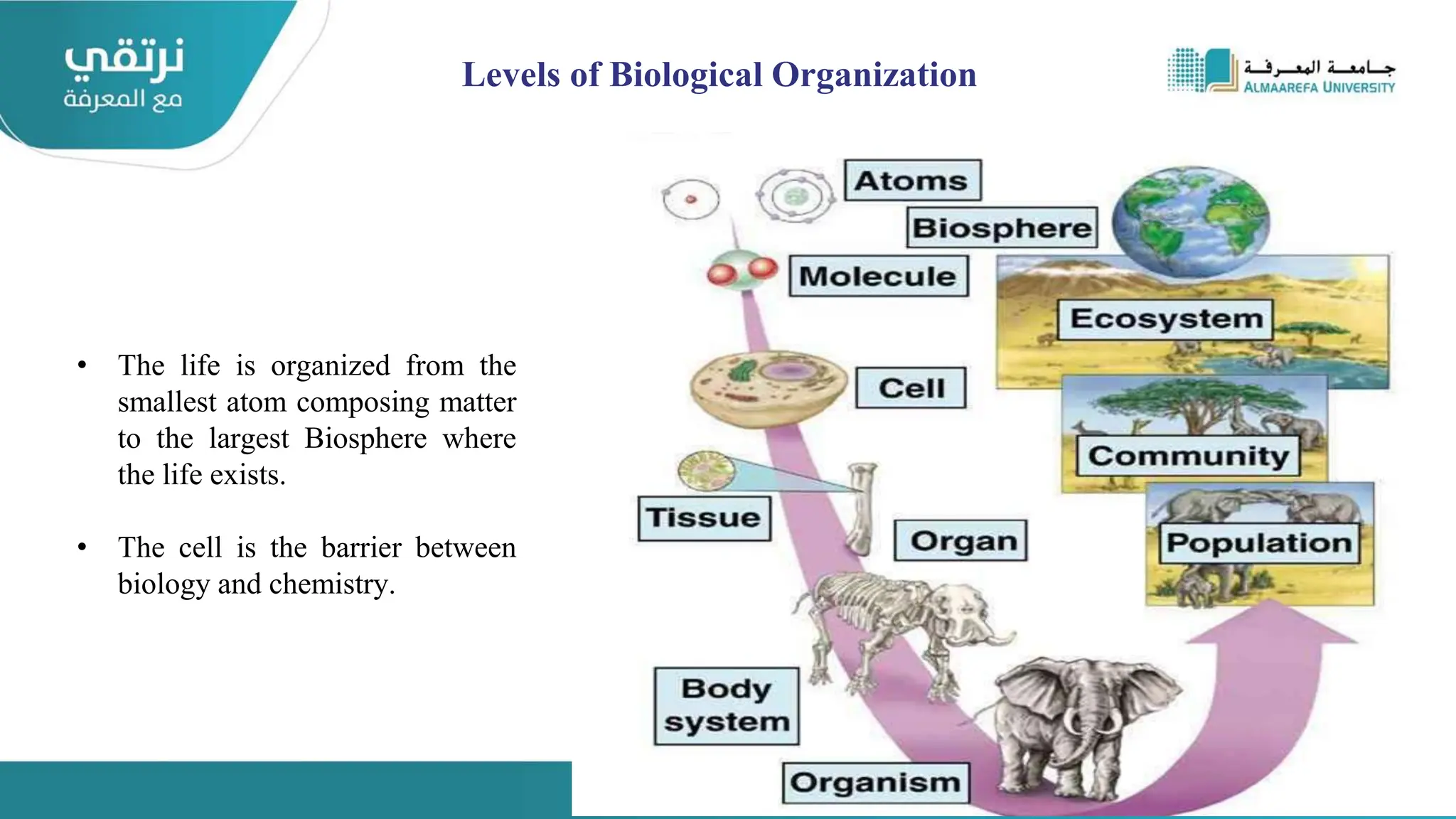 Lesson 1 Atoms and molecules (2).pptx biology | PPTX