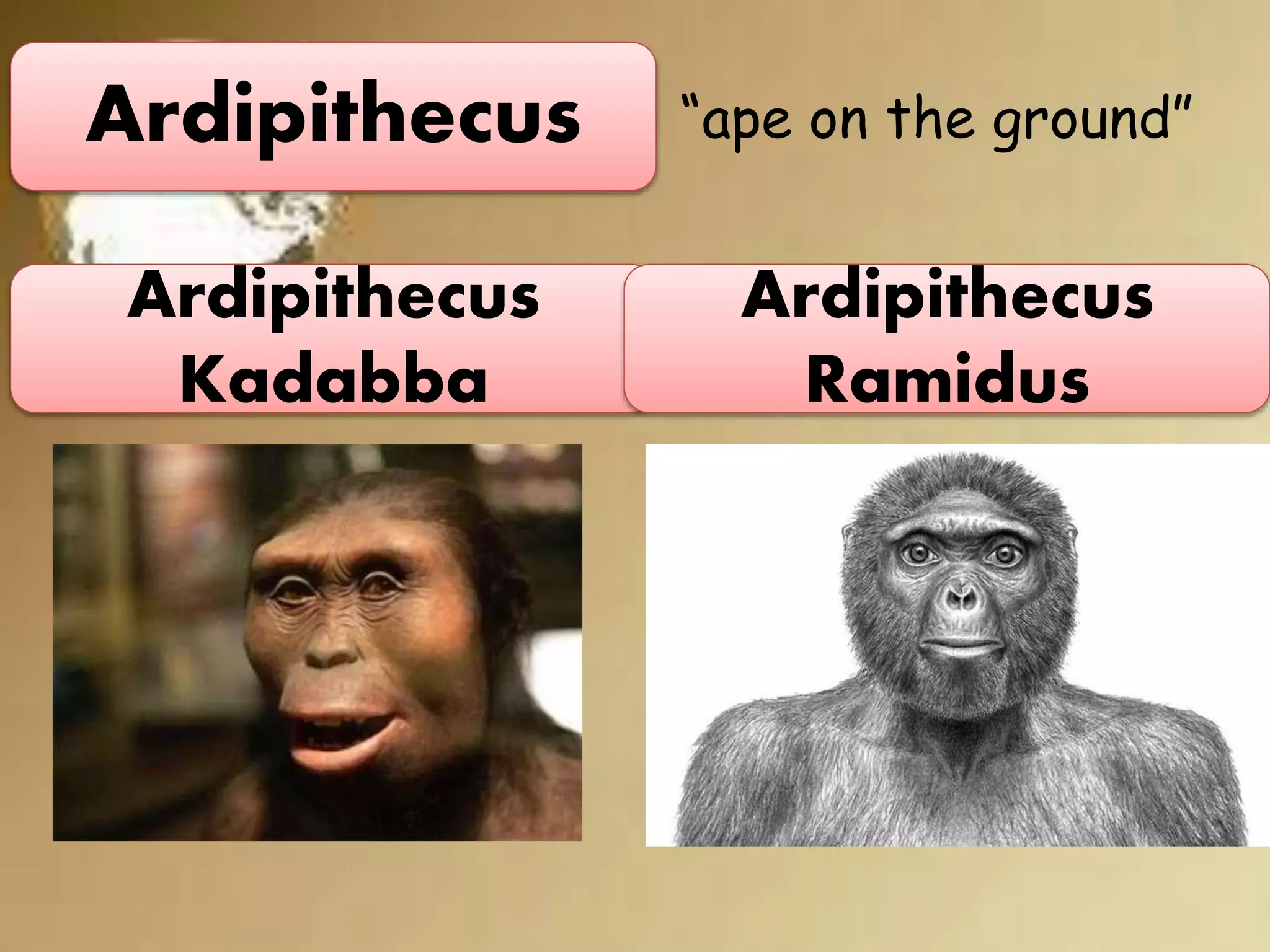 biological and cultural evolution | PPTX