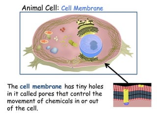 Lesson 1 _ Cell and its parts.ppt is about the basic unit of life known ...