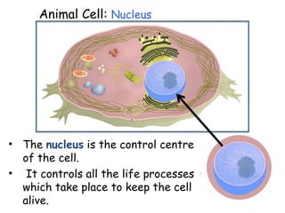 Lesson 1 _ Cell and its parts.ppt is about the basic unit of life known ...