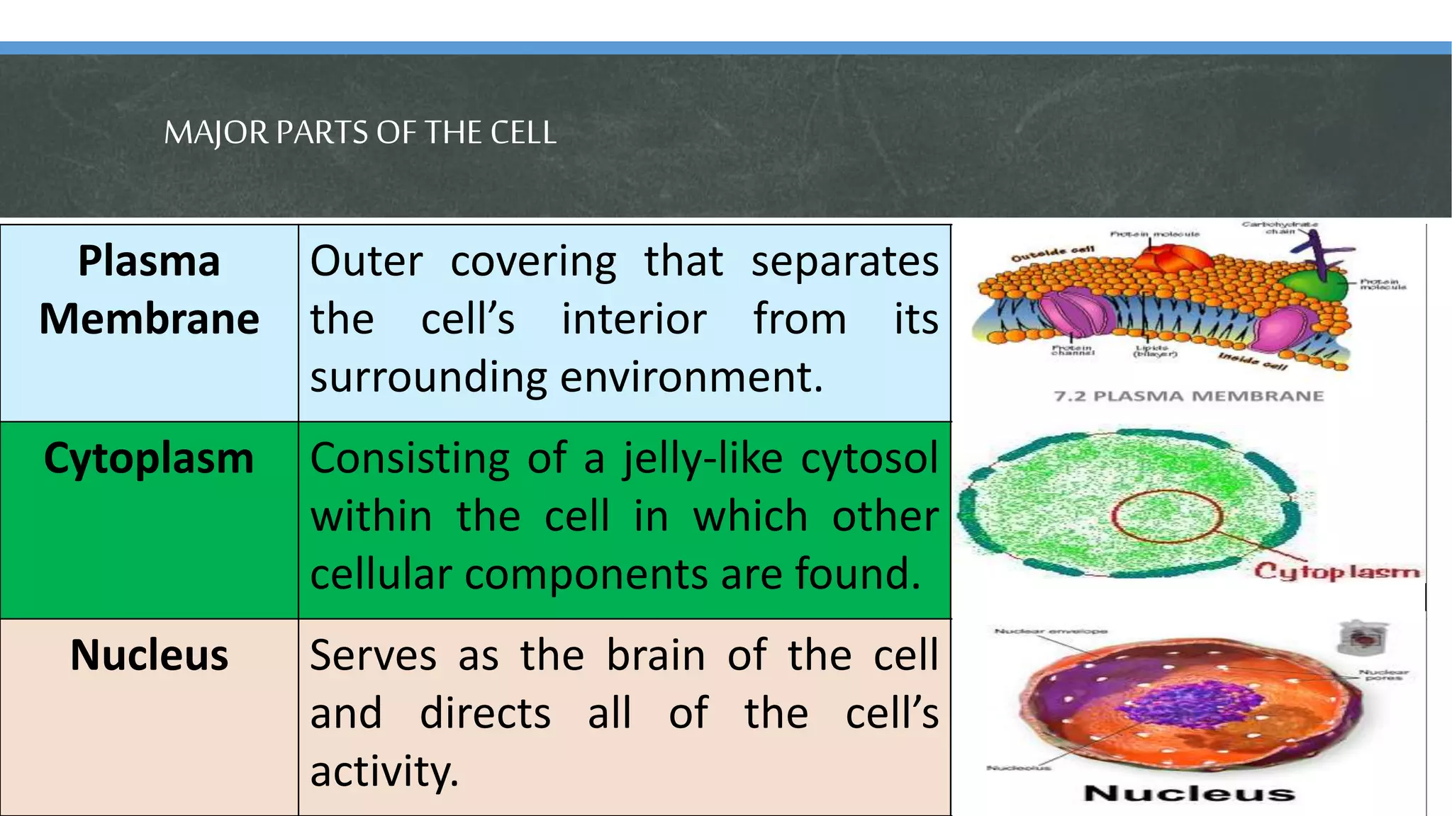 General Biology 1 - Lesson 1: Cell (structure,function, and theory) | PPTX