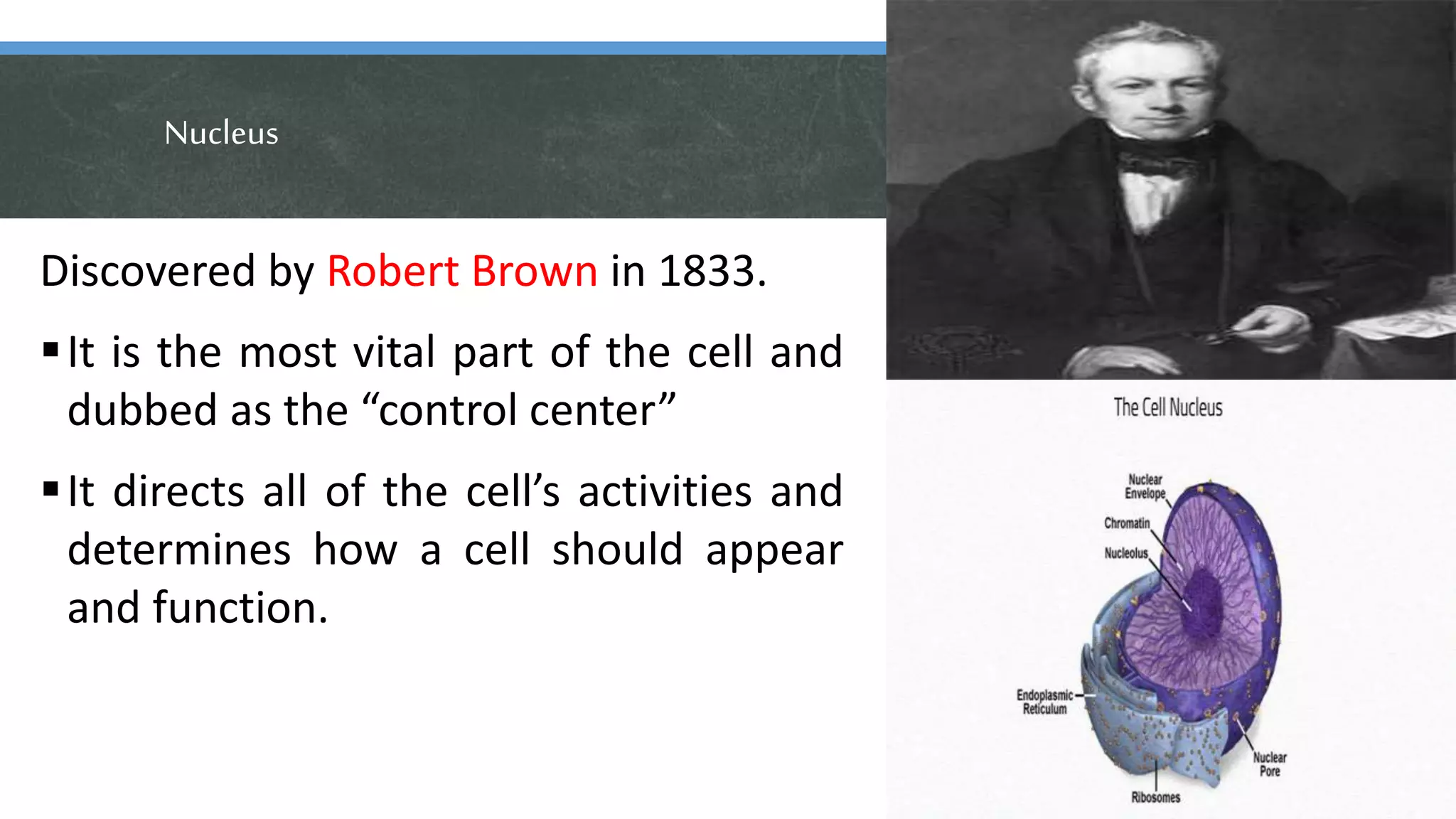 General Biology 1 - Lesson 1: Cell (structure,function, and theory) | PPTX