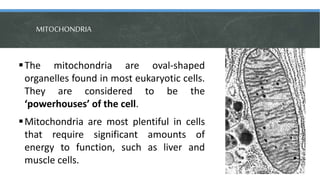 General Biology 1 - Lesson 1: Cell (structure,function, and theory) | PPTX