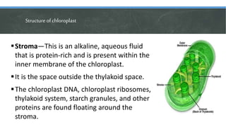 General Biology 1 - Lesson 1: Cell (structure,function, and theory) | PPTX