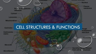 Lesson 1 Cell (Structures, Functions, and Theory).pptx