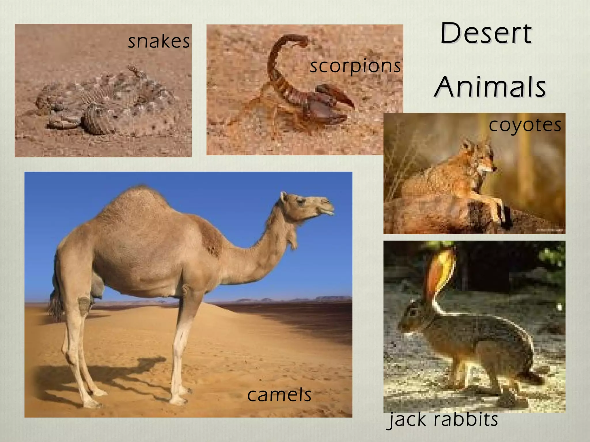 Lesson1 deserts power point | PPT | Geography | Science