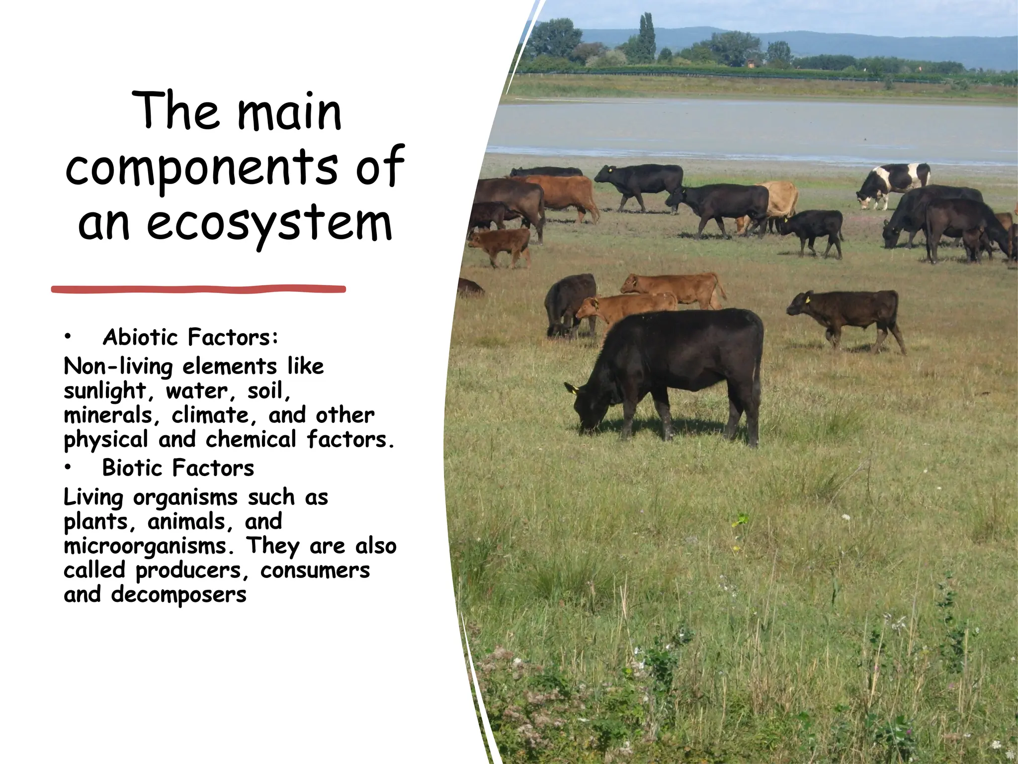 Lesson 1 ecosystem biotic and abiotic factor | PPT
