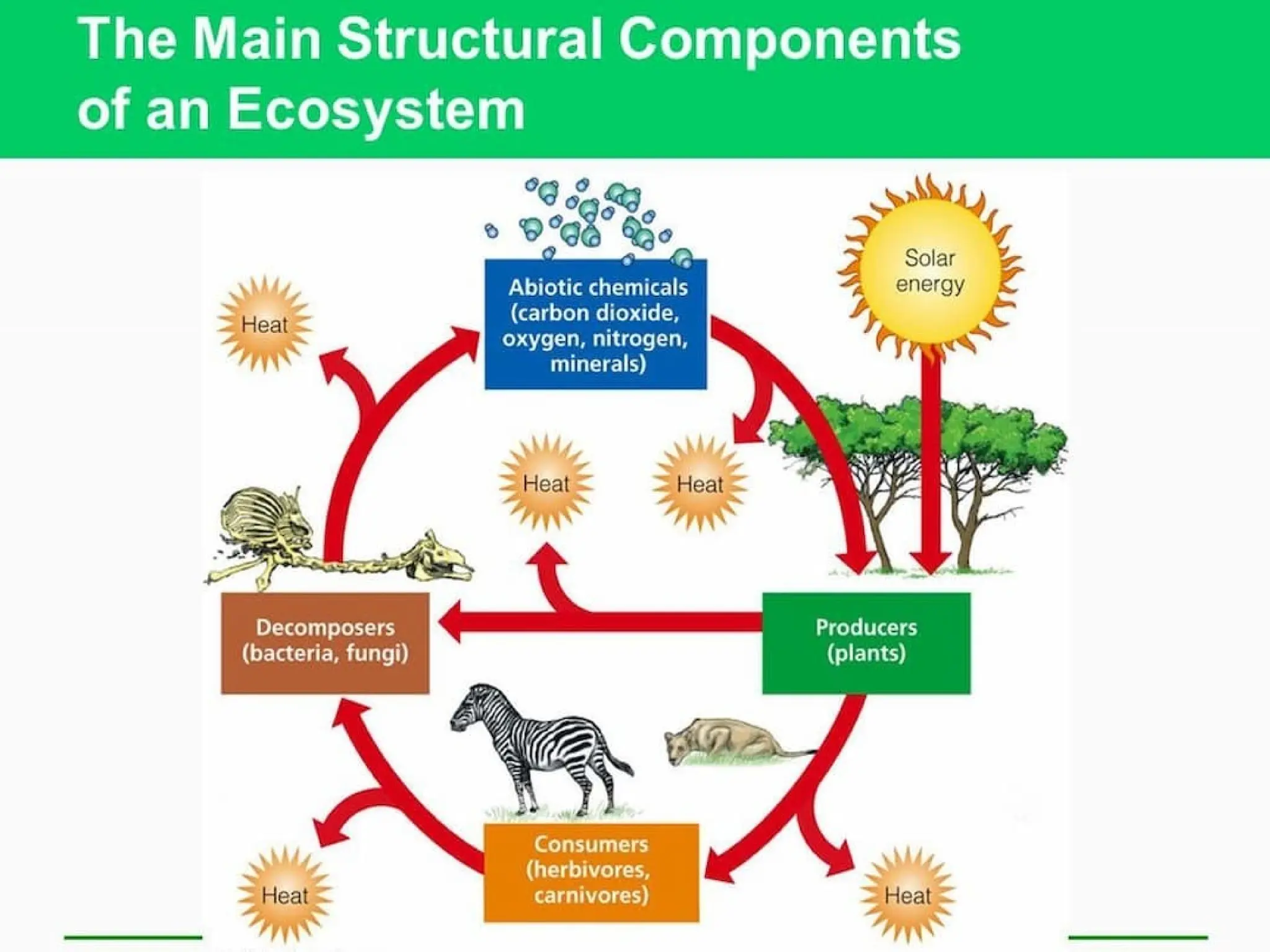 Lesson 1 ecosystem biotic and abiotic factor | PPT