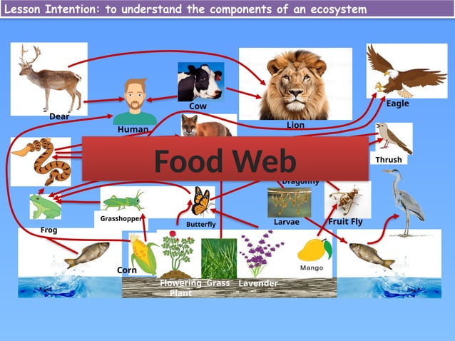 Lesson 1 ecosystem biotic and abiotic factor | PPT