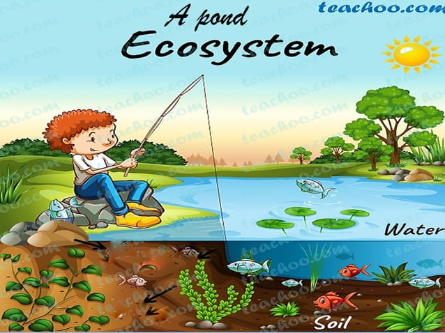 Lesson 1 ecosystem biotic and abiotic factor | PPT