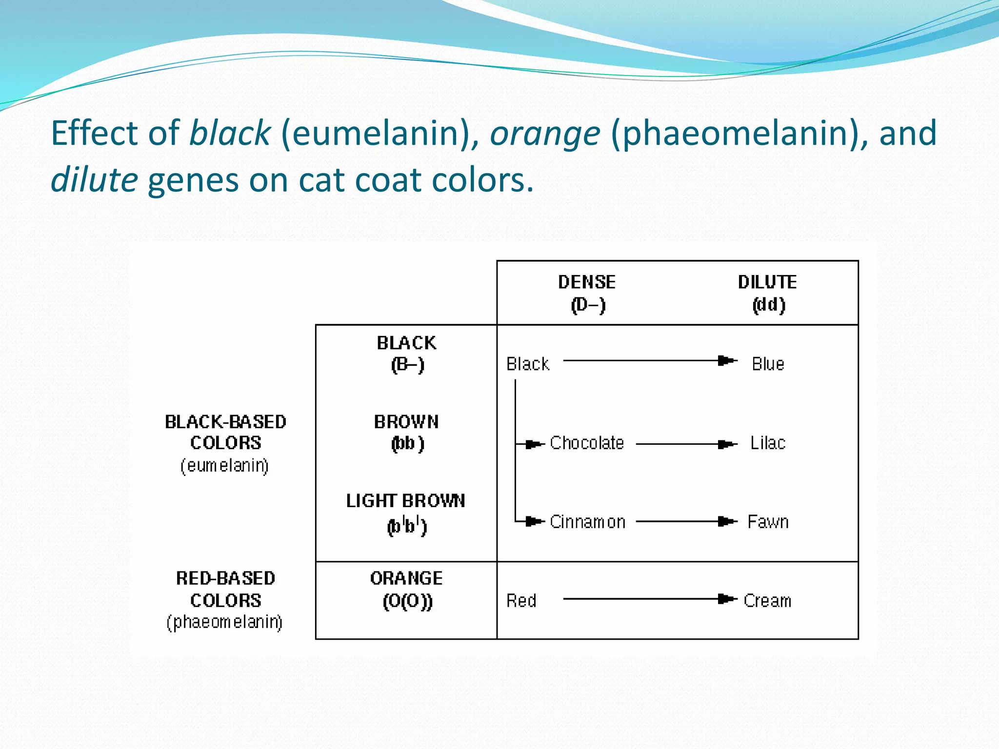 Lesson 1 genetics of cat coat colour | PPTX