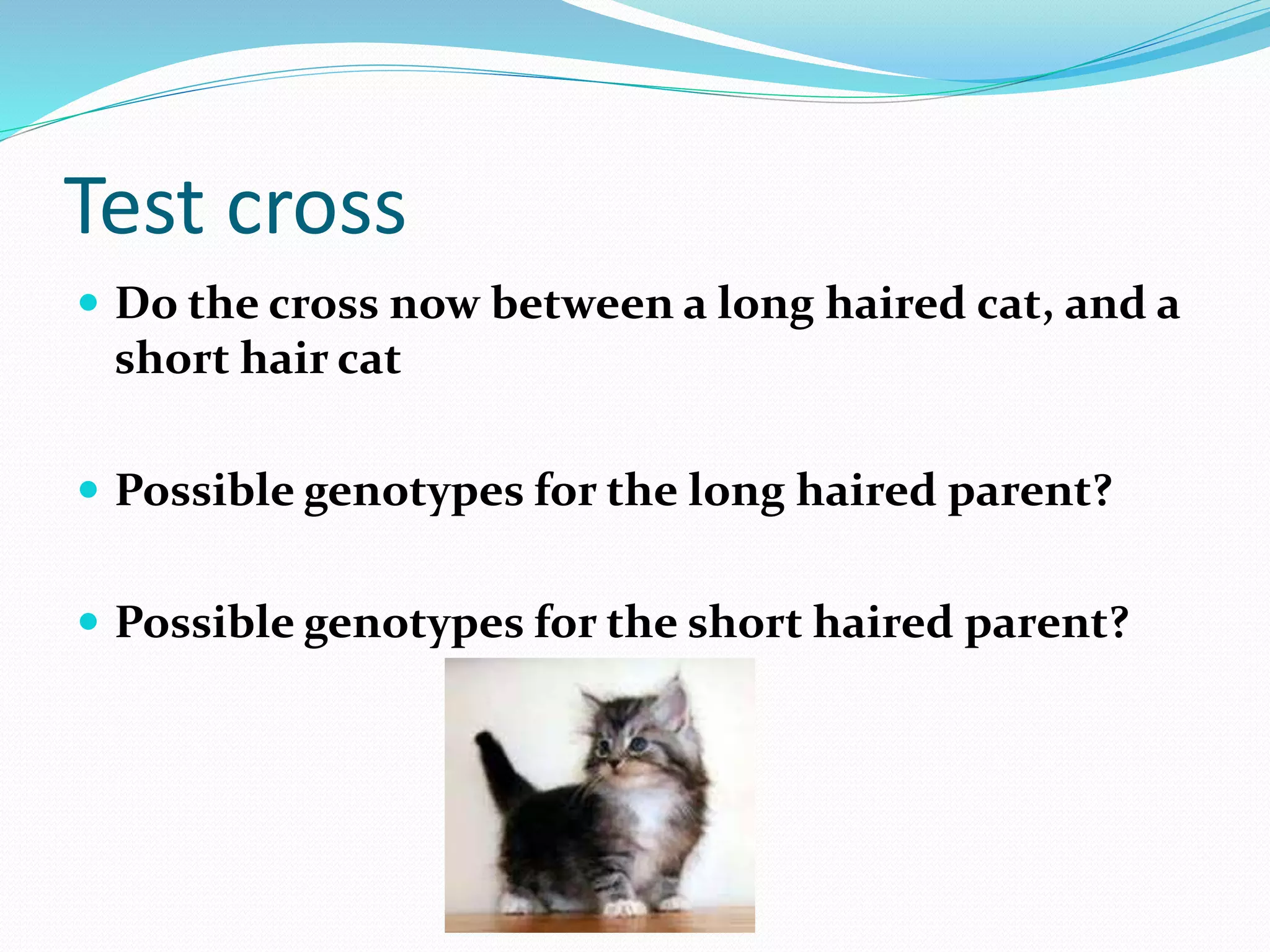 Lesson 1 genetics of cat coat colour | PPTX