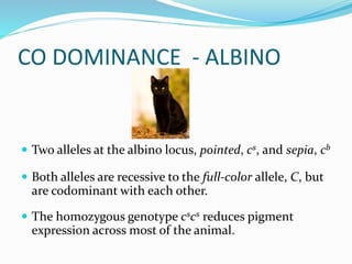 Codominance In Cats