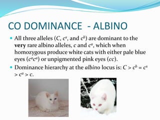Codominance In Cats