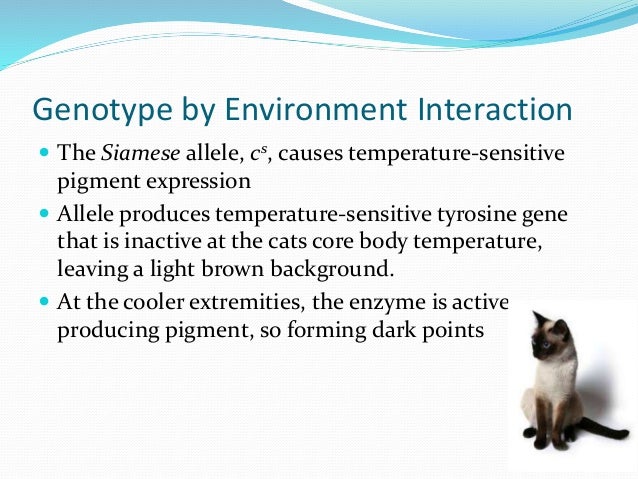 Lesson 1 genetics of cat coat colour