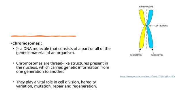 Lesson 1 grade 8 American genetics .PPT.pptx