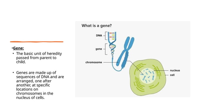 Lesson 1 grade 8 American genetics .PPT.pptx