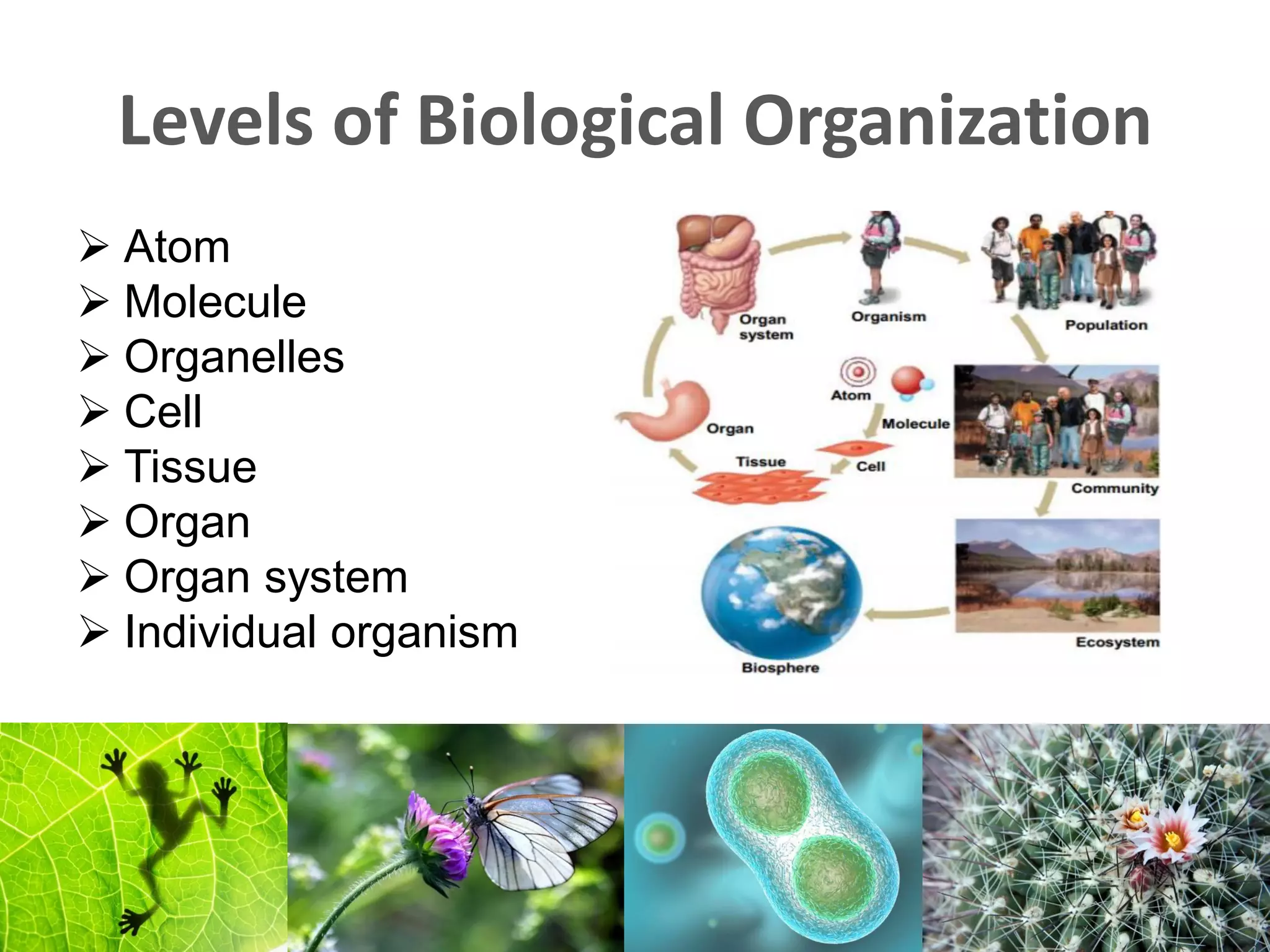 Lesson 1 Introduction to Biology | PDF