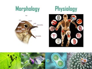 Lesson 1 Introduction to Biology | PDF