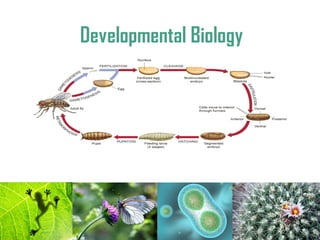 Lesson 1 Introduction to Biology | PDF
