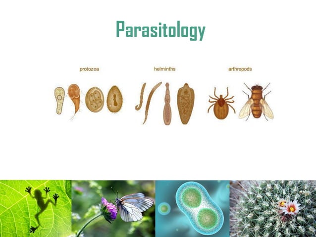 Lesson 1 Introduction to Biology | PDF