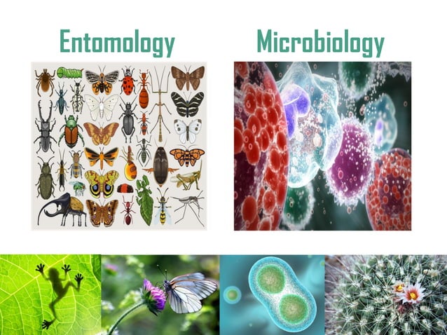 Lesson 1 Introduction to Biology | PDF