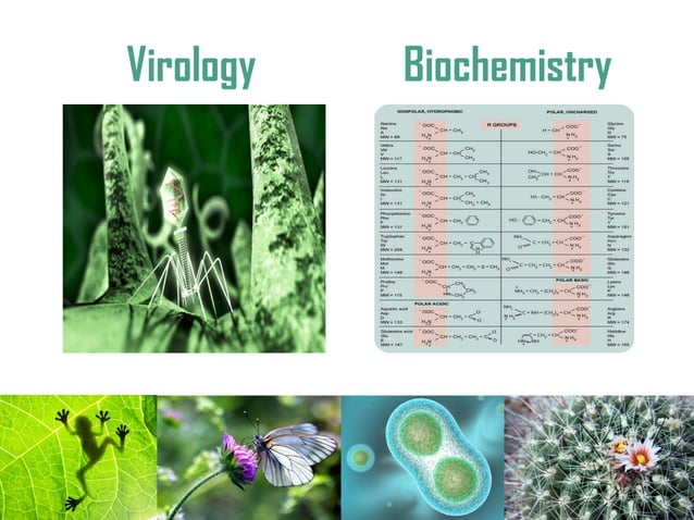 Lesson 1 Introduction to Biology | PDF