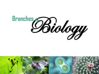 Lesson 1 Introduction to Biology | PDF