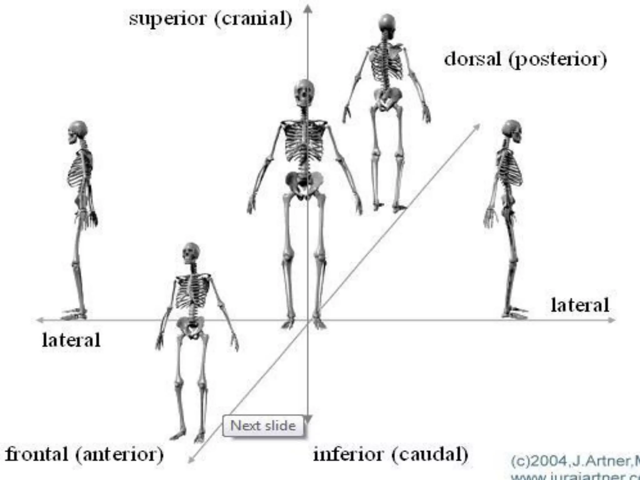 Lesson 1 introduction to human anat and cell structure | PDF