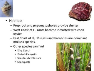 Lesson 1 marine ecosystems | PPT