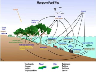 Lesson 1 marine ecosystems | PPTX