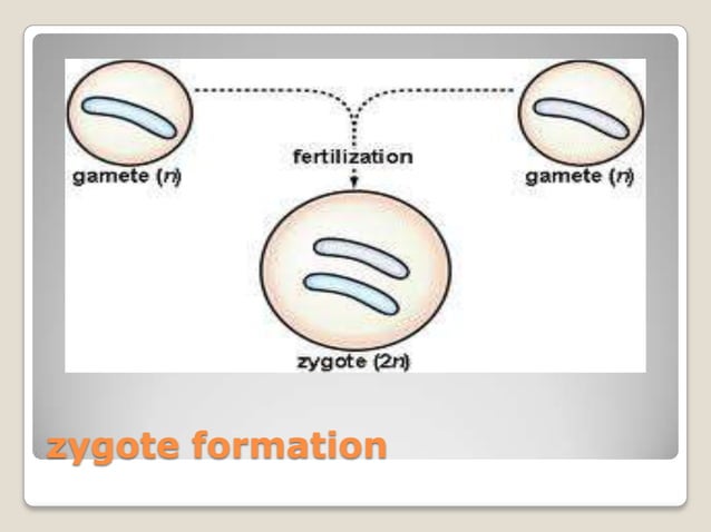 Lesson 1 mendelian genetics & heredity | PPTX | Infertility ...